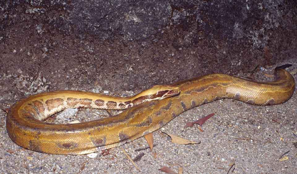 Myanmar short-tailed python facts, distribution & population | BioDB